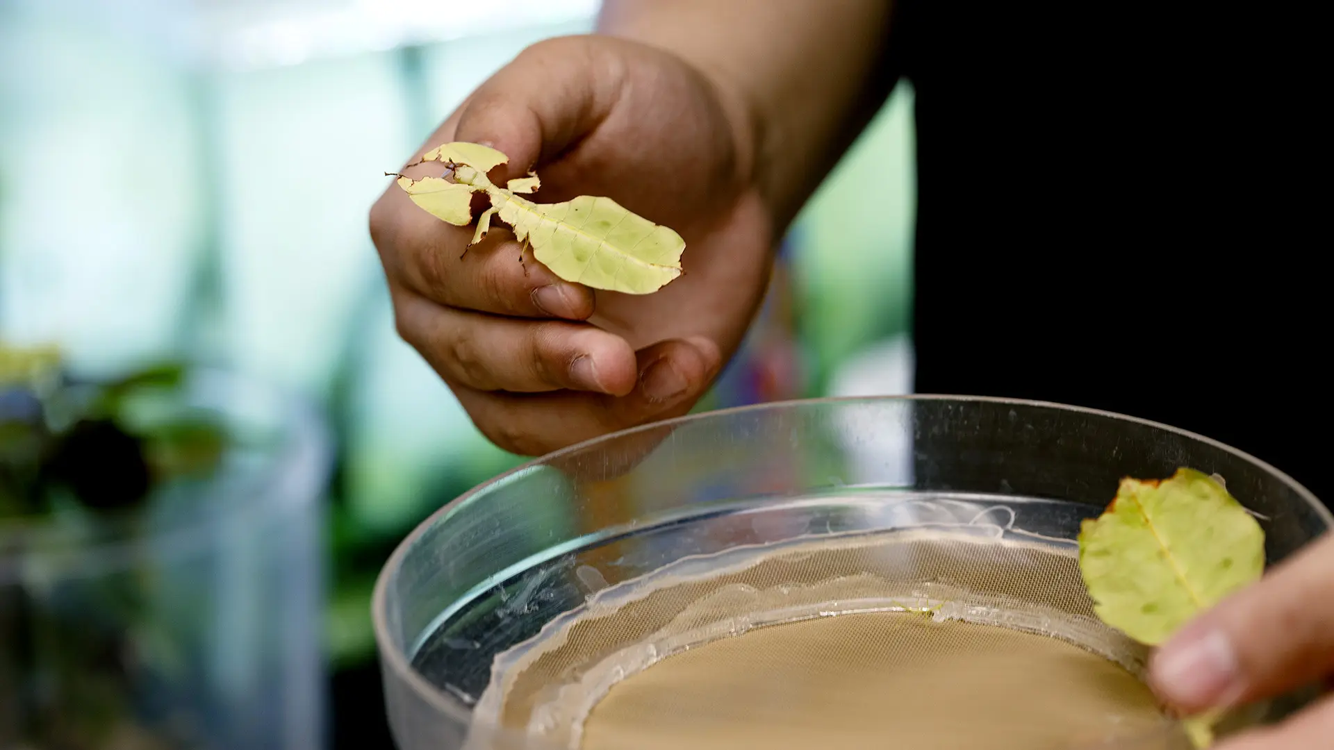 What It Takes: The Insect Zoo | College of Computer, Mathematical, and Natural Sciences ...